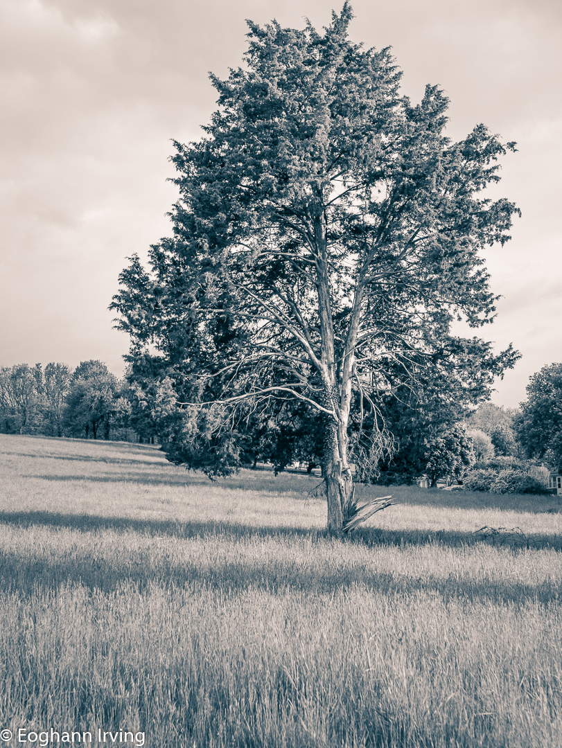Still Standing – Veristopia